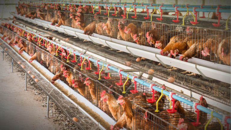 Treatment of Animals in Industrial Agriculture · Giving Compass