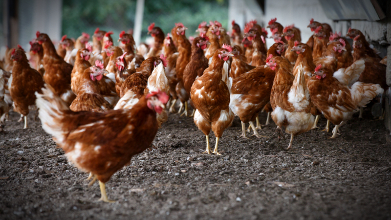 Are There Cost Effective Interventions For Animal Welfare Giving Compass are-there-cost-effective-interventions-for-animal-welfare-giving-compass
