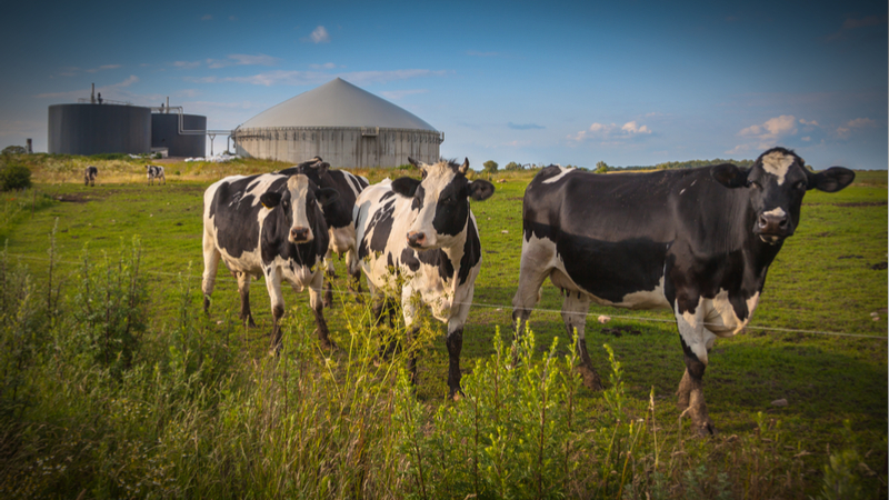 How To Help Animals More Effectively - Giving Compass