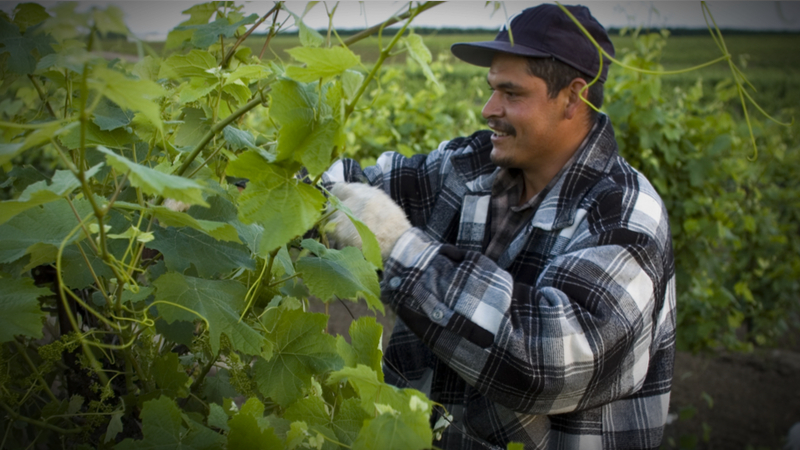 Immigrant Farm Labor Roles In U.S. Agriculture - Giving Compass