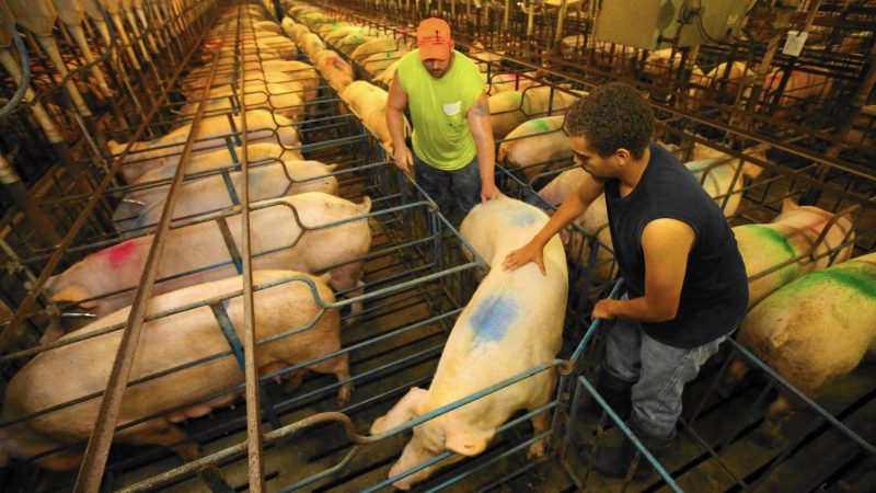Ending Factory Farming as Soon as Possible [Audio] - Giving Compass