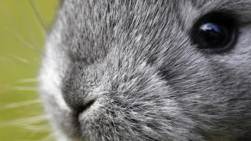 Australia's Rabbit Problem - and what they're doing about it - Giving ...