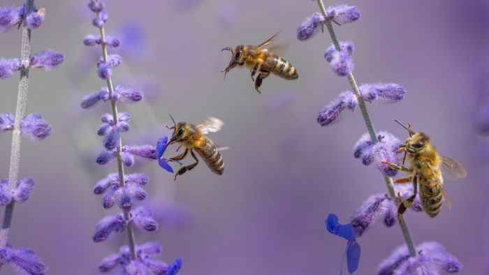 How To Help Honeybee Hives Thrive - Giving Compass