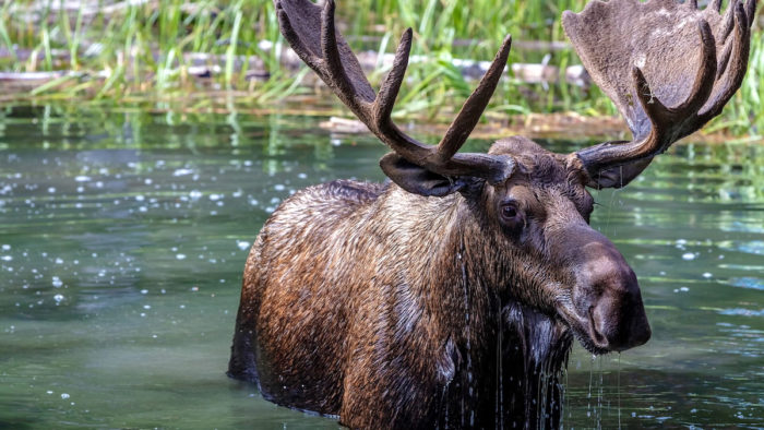 New Rewilding Project Aims to Reintroduce Elk to the UK - Giving Compass