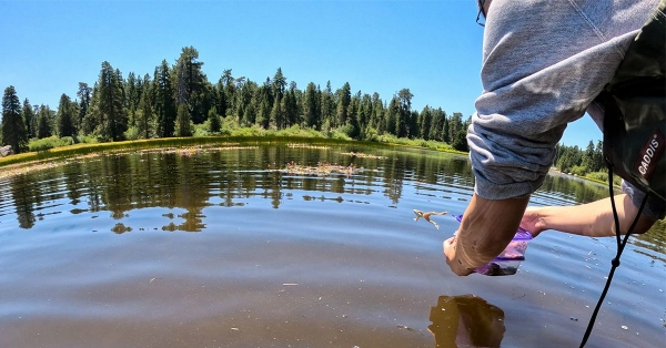 Landmark Release Boosts Endangered Mountain Yellow-Legged Frog ...