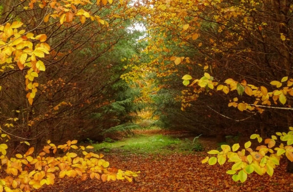 Mixing Tree Species Does Not Always Improve Forests’ Drought Resilience ...